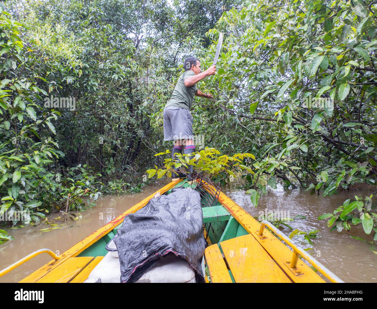 Amazonia - Dec 2019: Local guide navigates boat that sails through the ...