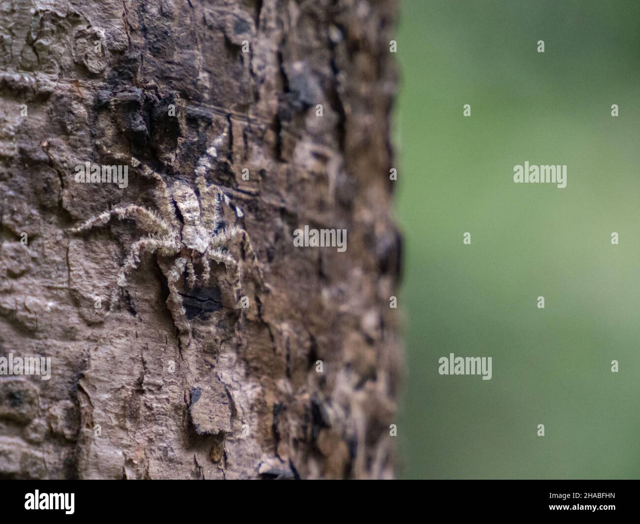 An Amazonian spider hides on the bark of a tree in the Amazon ...