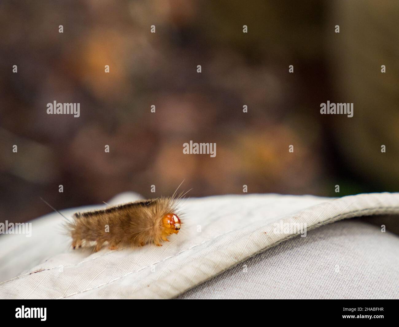 A beautiful bug living in the Amazon rainforest. Amazonia. Brazil ...