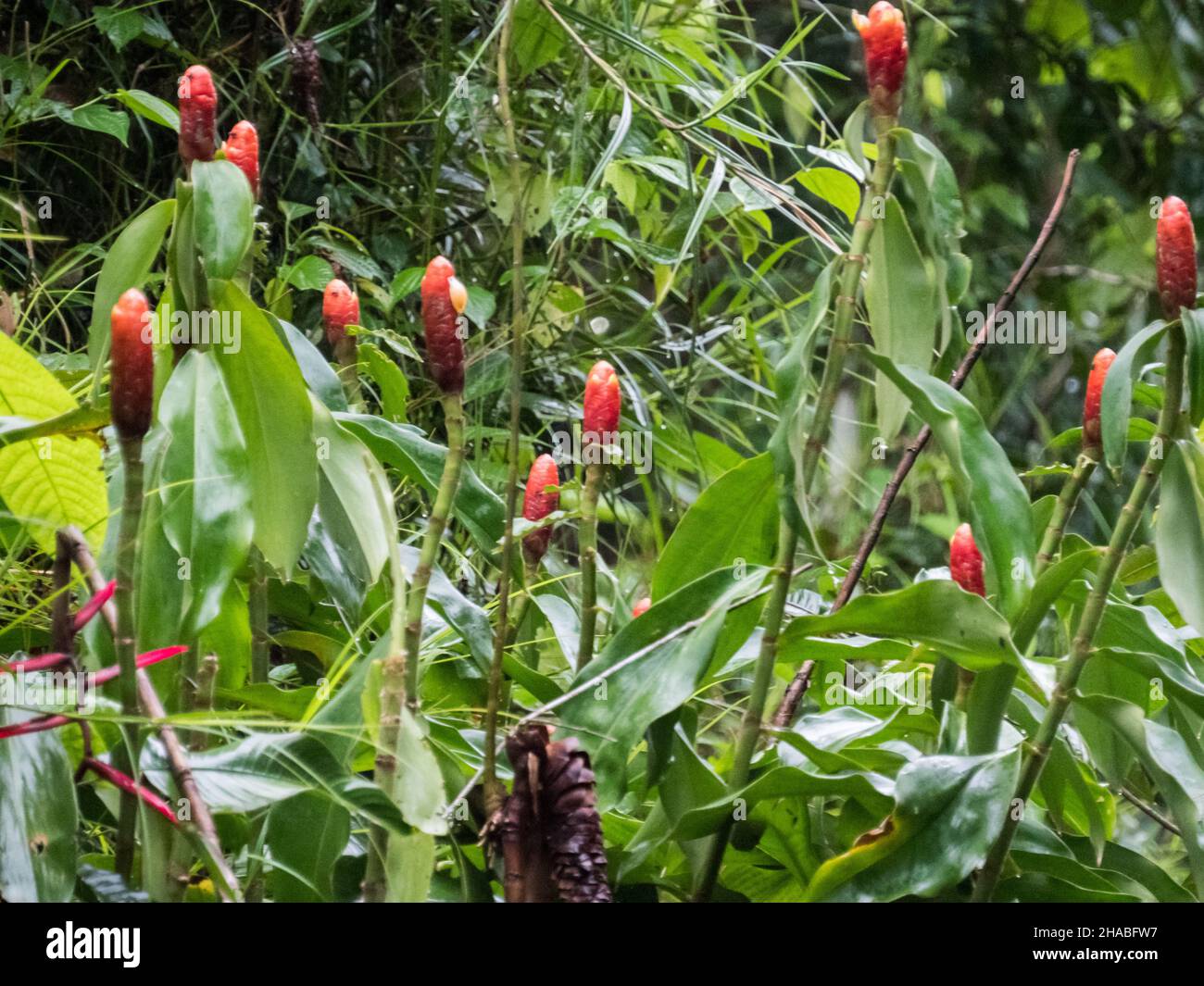 Prune Red Button Ginger, Costus woodsonii, better known as red button ...