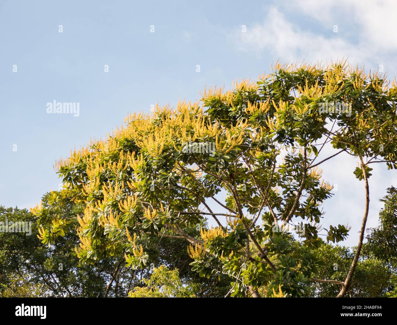 Wall of green tropical forest and tree with yellow flowers on the edge ...