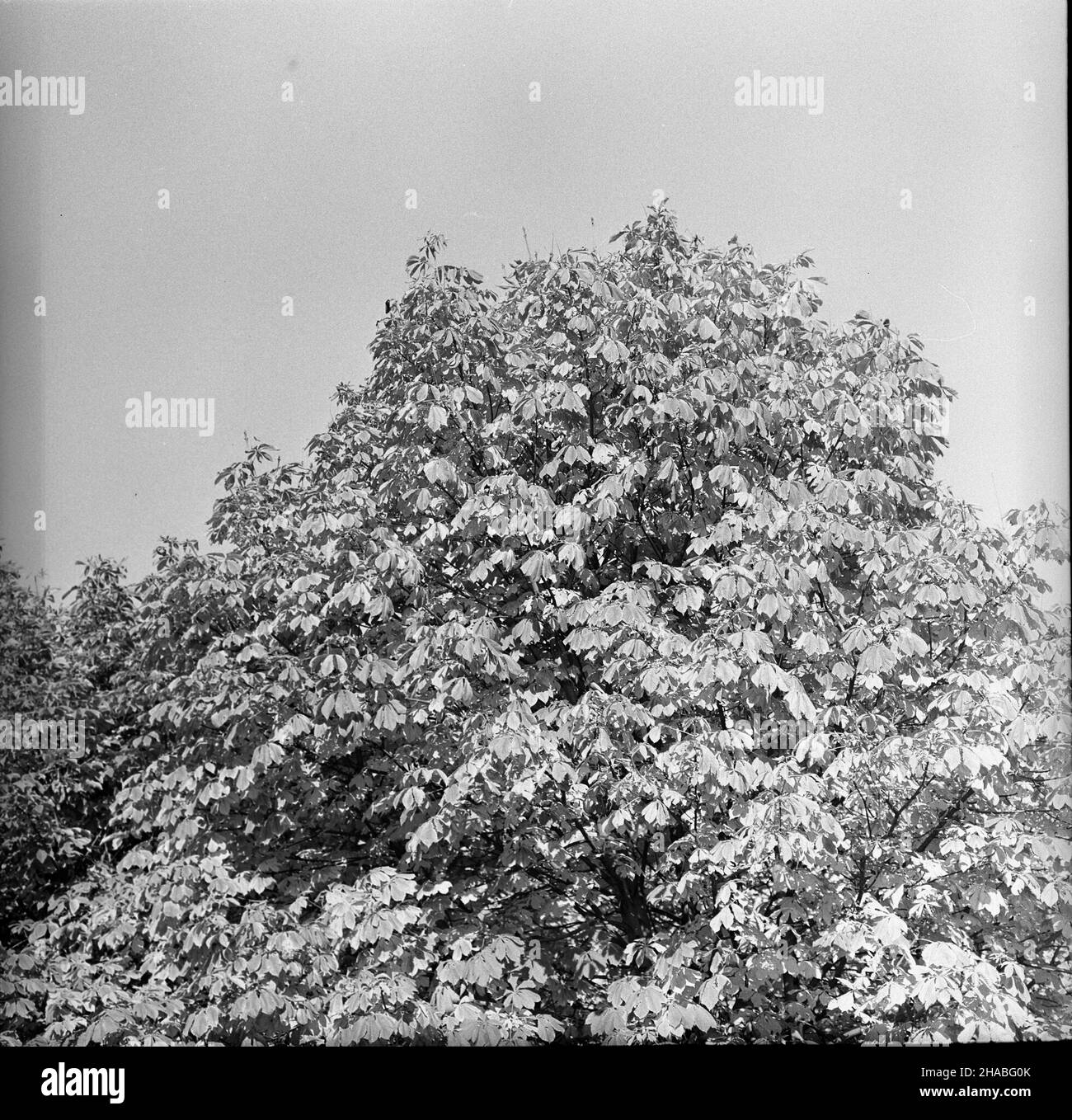 Liscie kasztanowca jesien Black and White Stock Photos & Images - Alamy