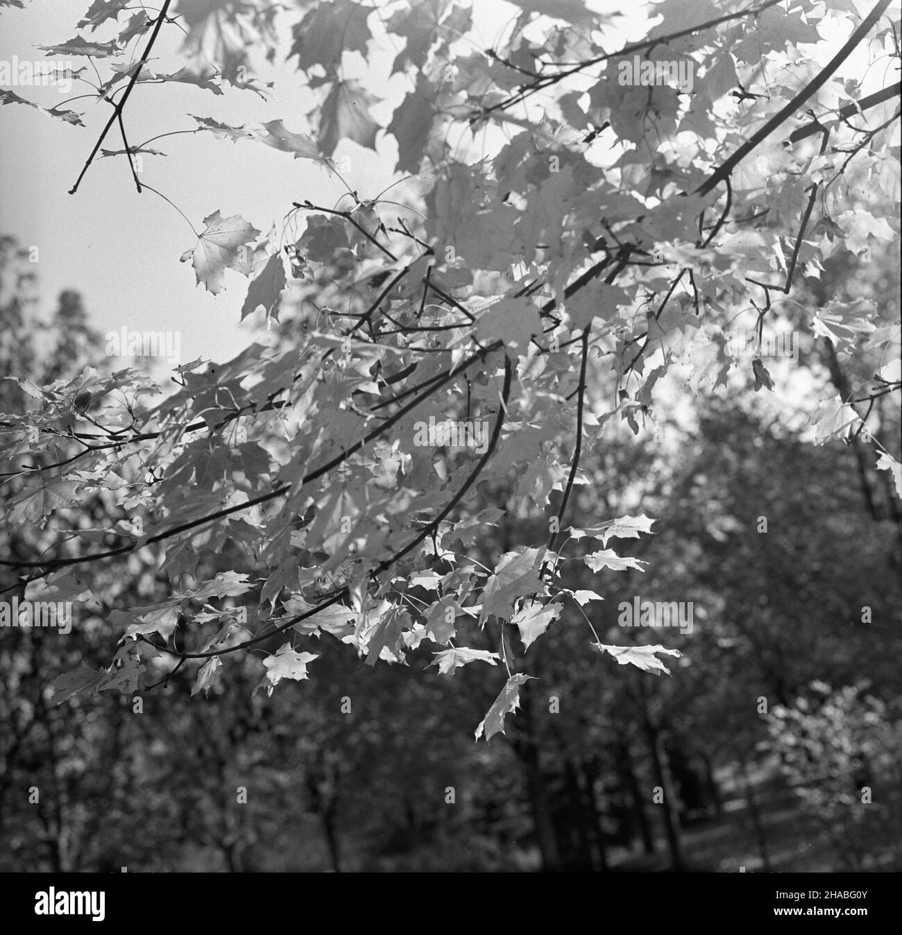 Liscie kasztanowca hi-res stock photography and images - Alamy