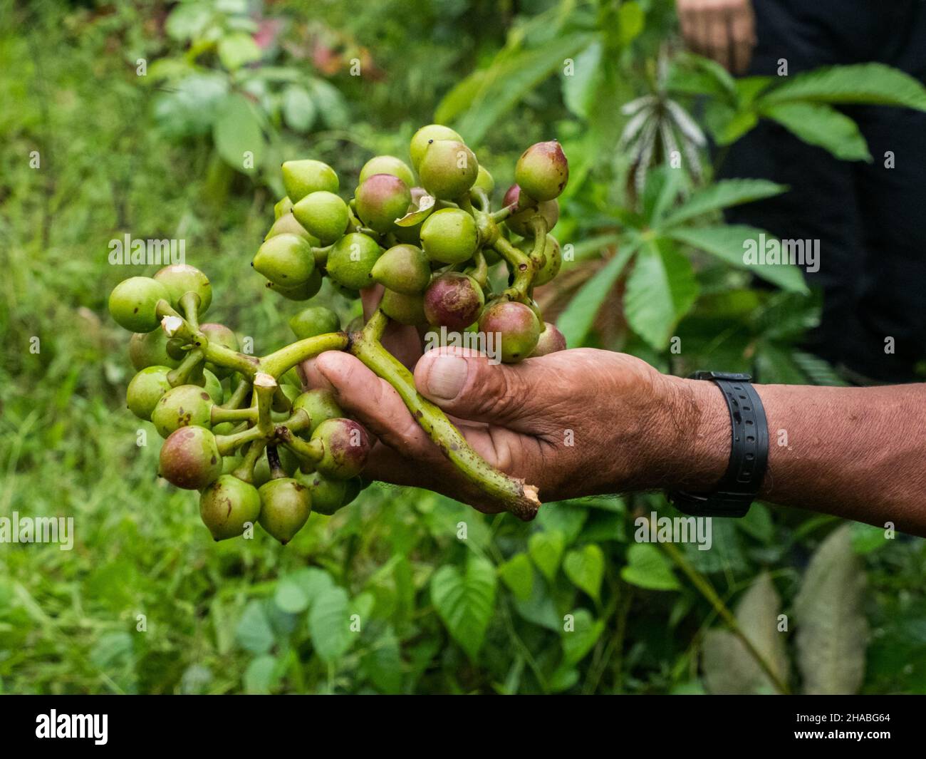 Keep plant form hi-res stock photography and images - Alamy