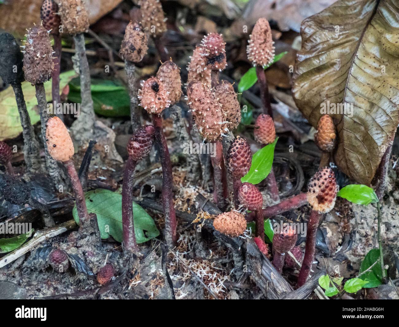 The fungus grows on a decaying at the bottom of the Amazon rainforest ...