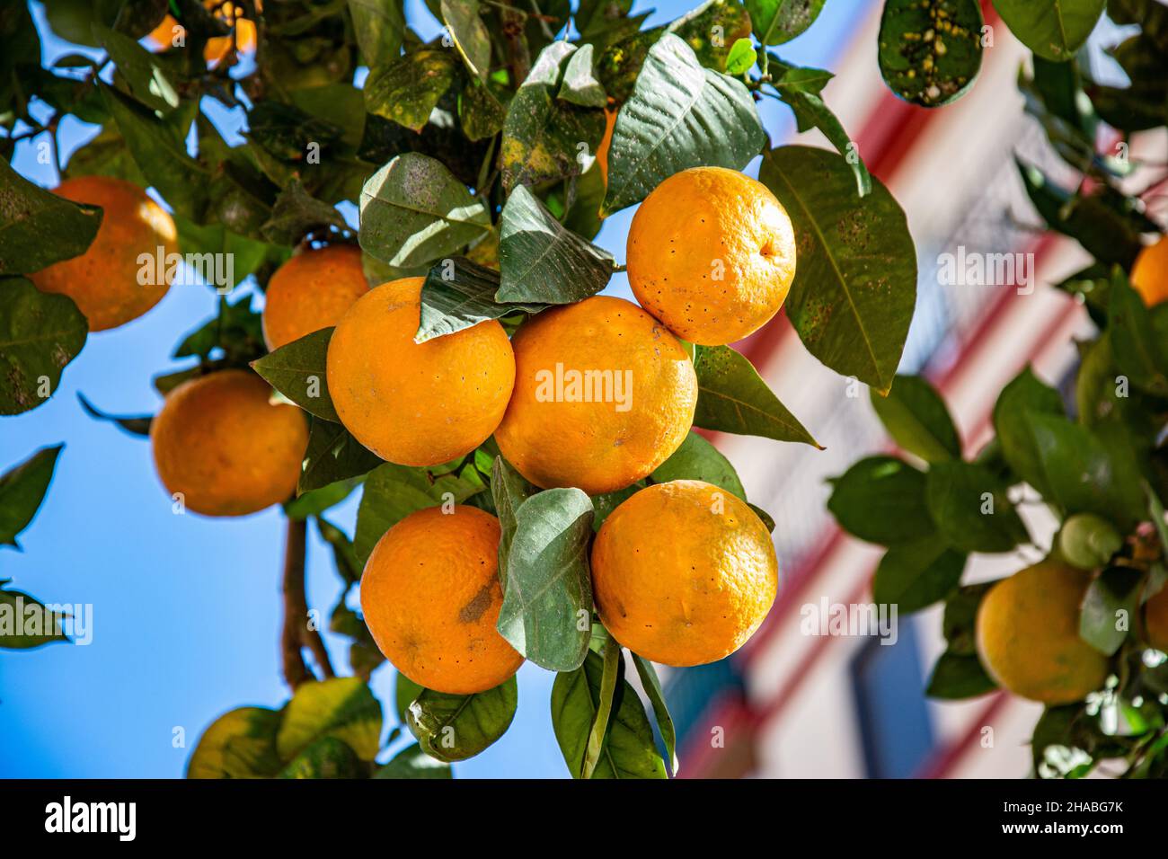 Orange Trees InValencia City Spain Stock Photo - Alamy
