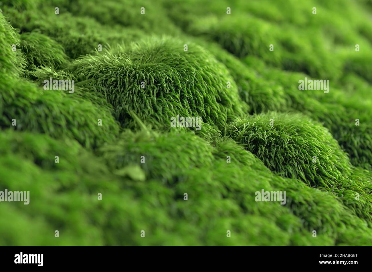 Texture of green moss on a rock Stock Photo - Alamy