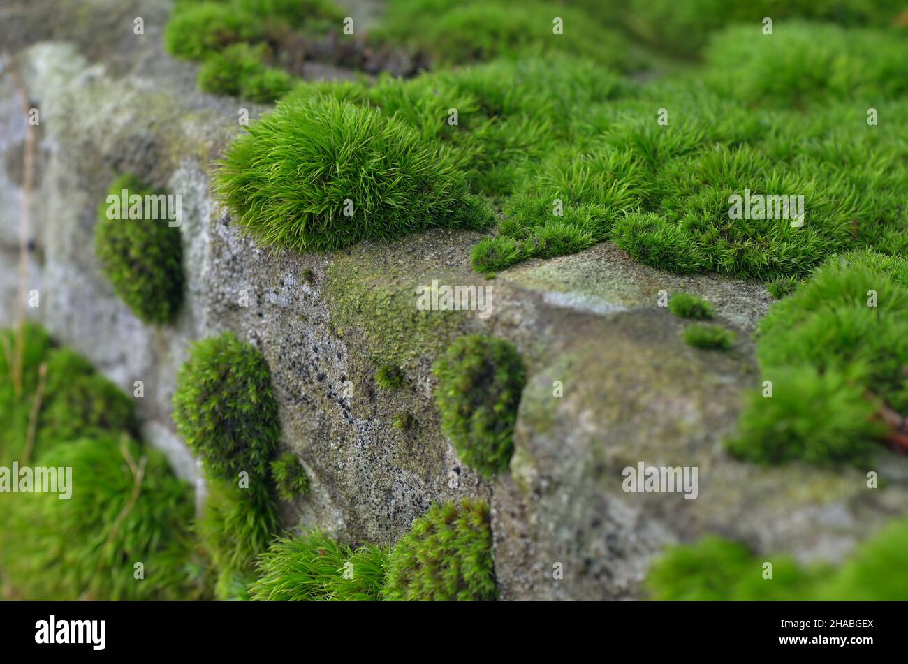 Wet rock texture hi-res stock photography and images - Alamy