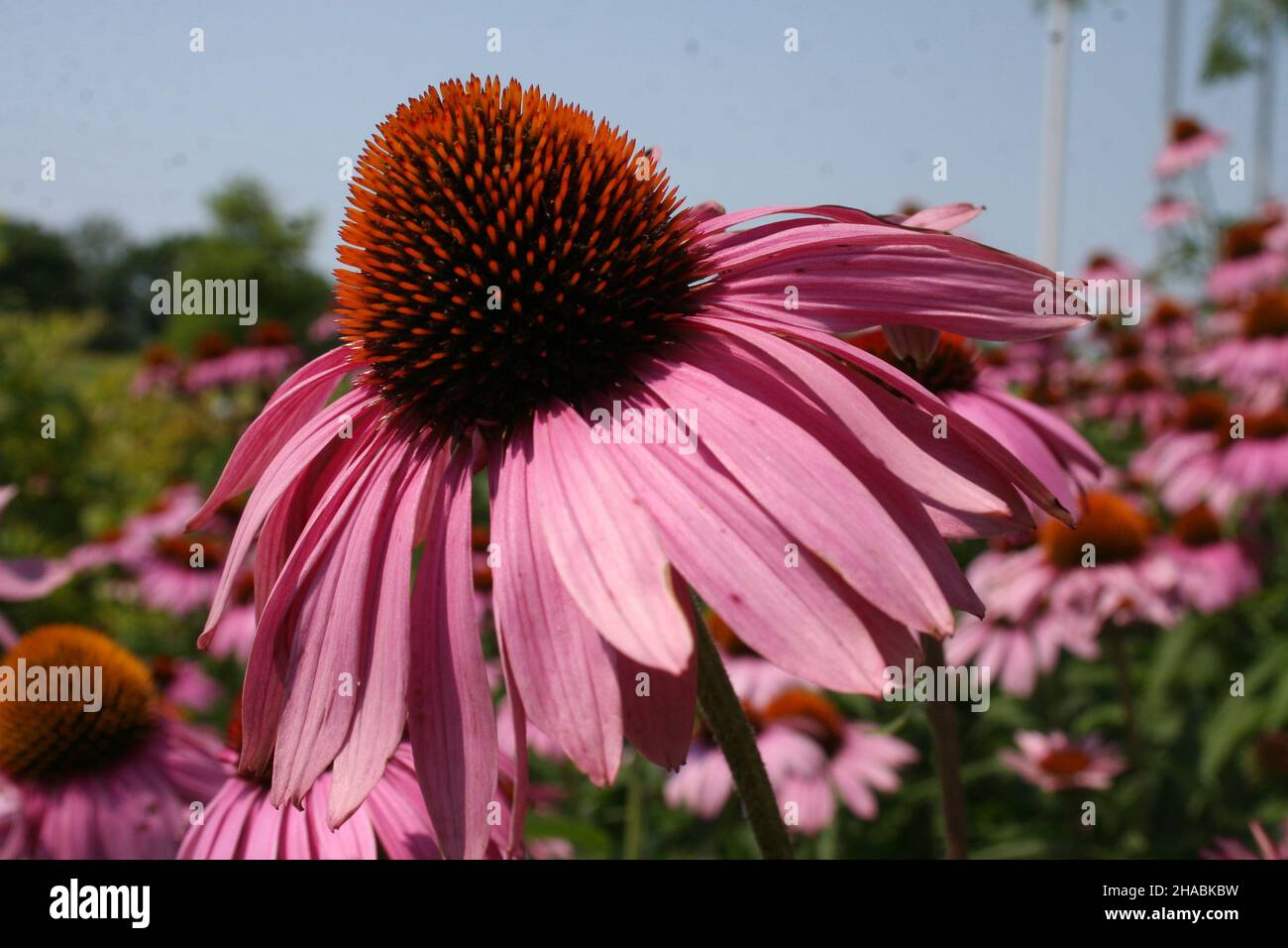 Pink coneflowers in bloom; Red iris. Donald Danforth Plant Science ...