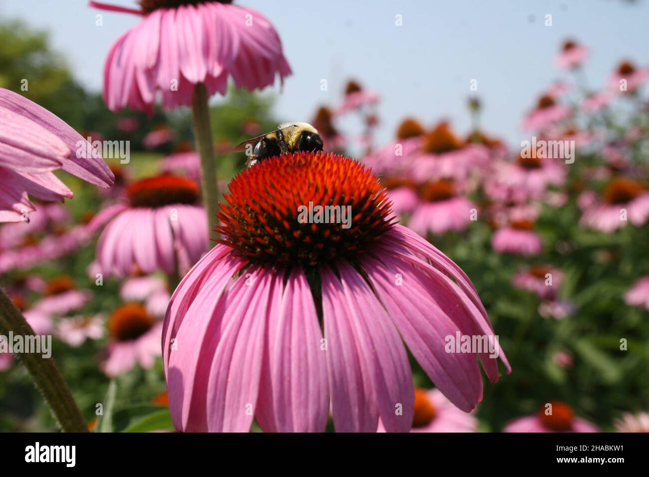 Pink coneflowers in bloom; Red iris. Donald Danforth Plant Science ...