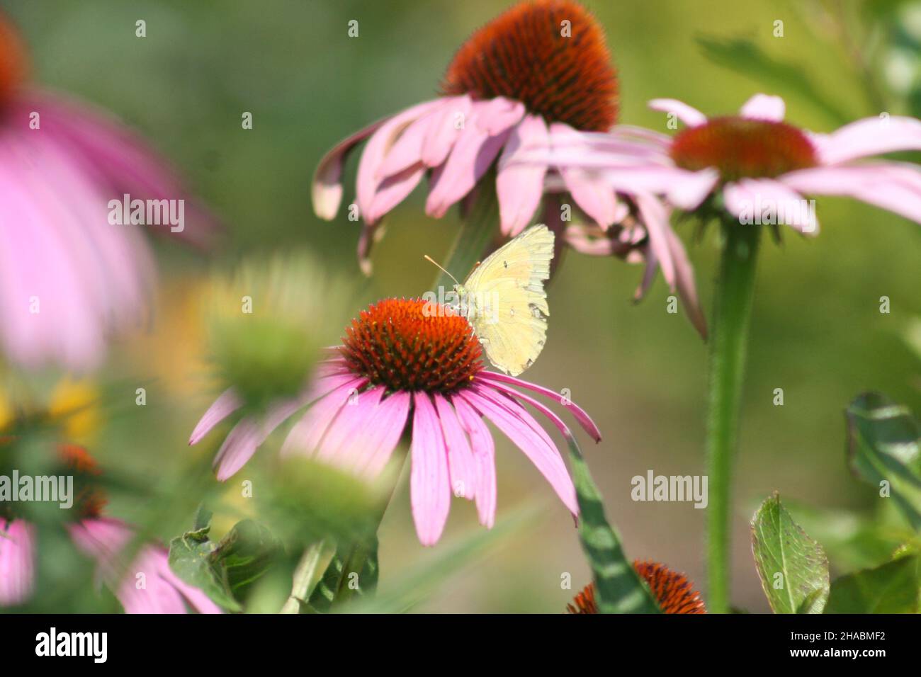 Summer moths hi-res stock photography and images - Alamy
