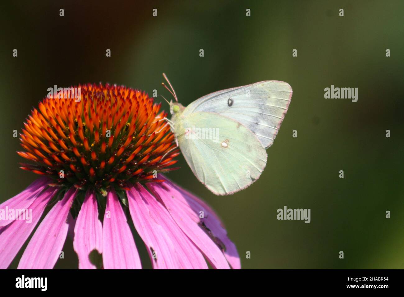 Midwest insect hi-res stock photography and images - Alamy