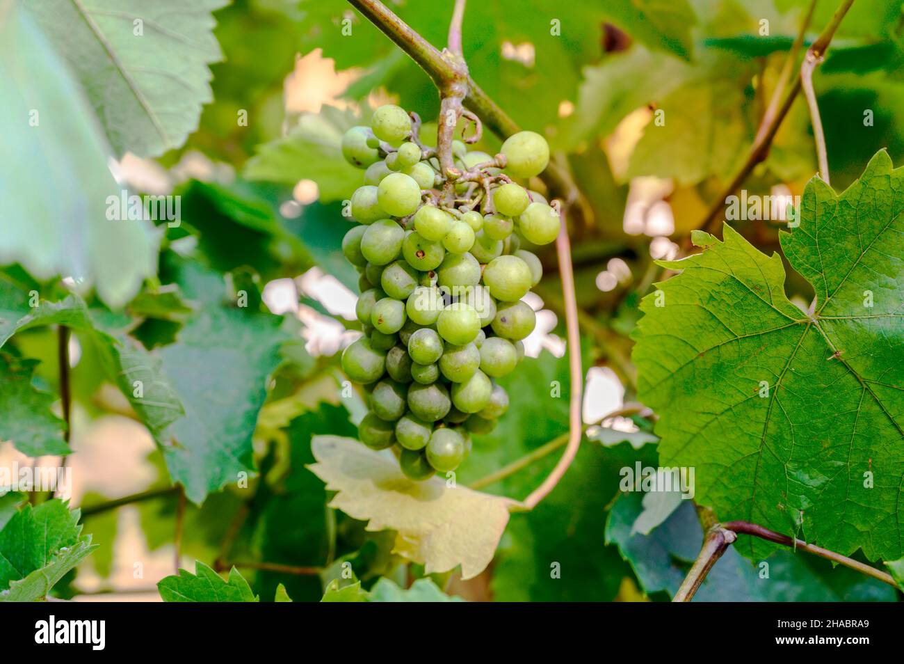 Grapes on the tree hi-res stock photography and images - Alamy