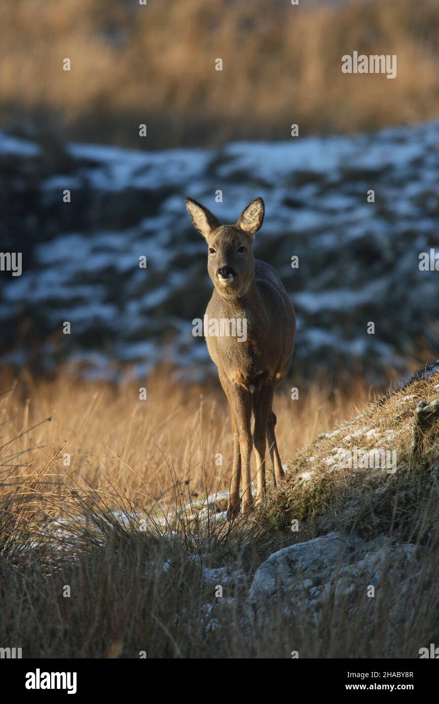 Predators 2010 hi-res stock photography and images - Alamy