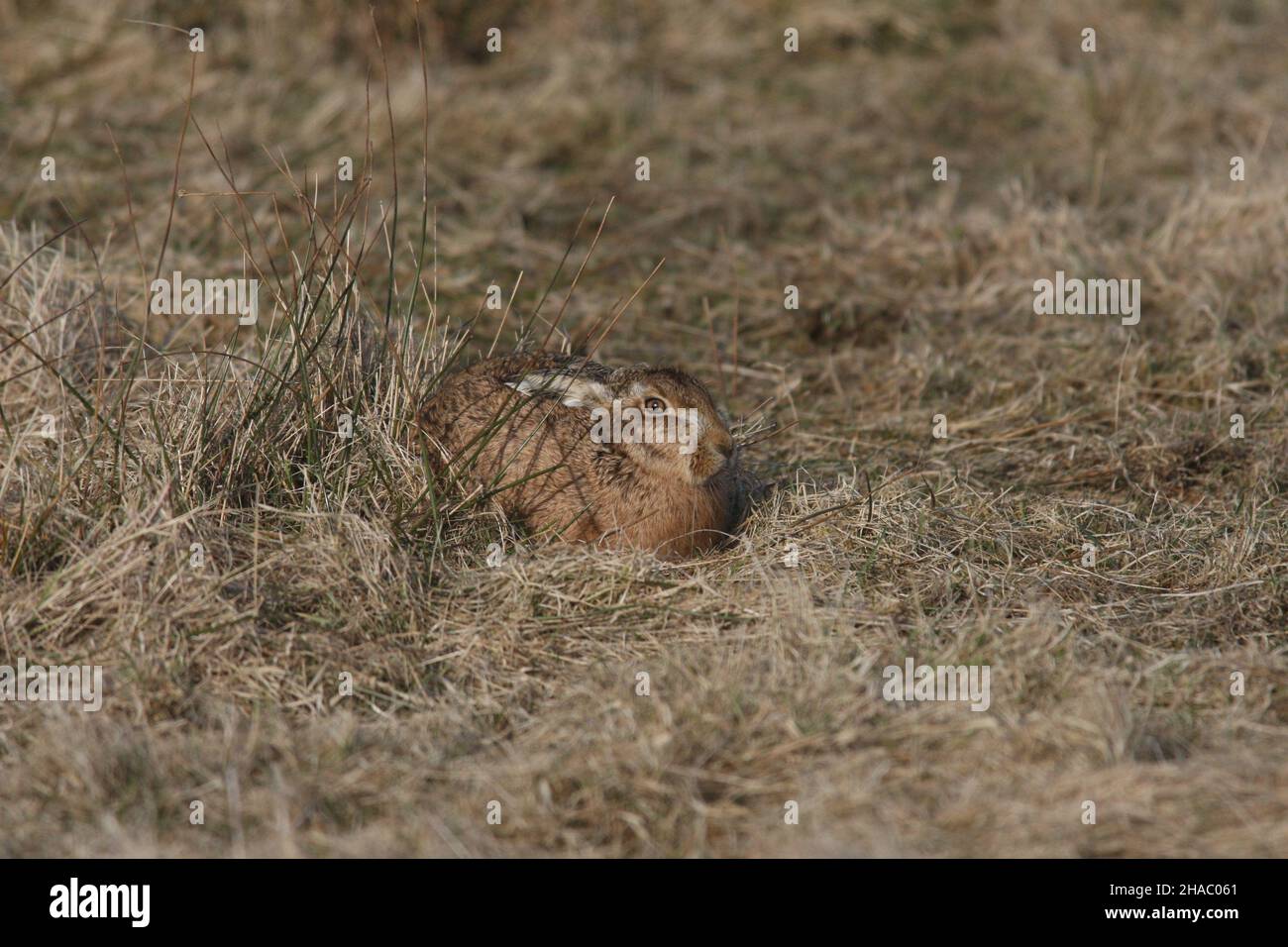 Hares Form High Resolution Stock Photography and Images - Alamy