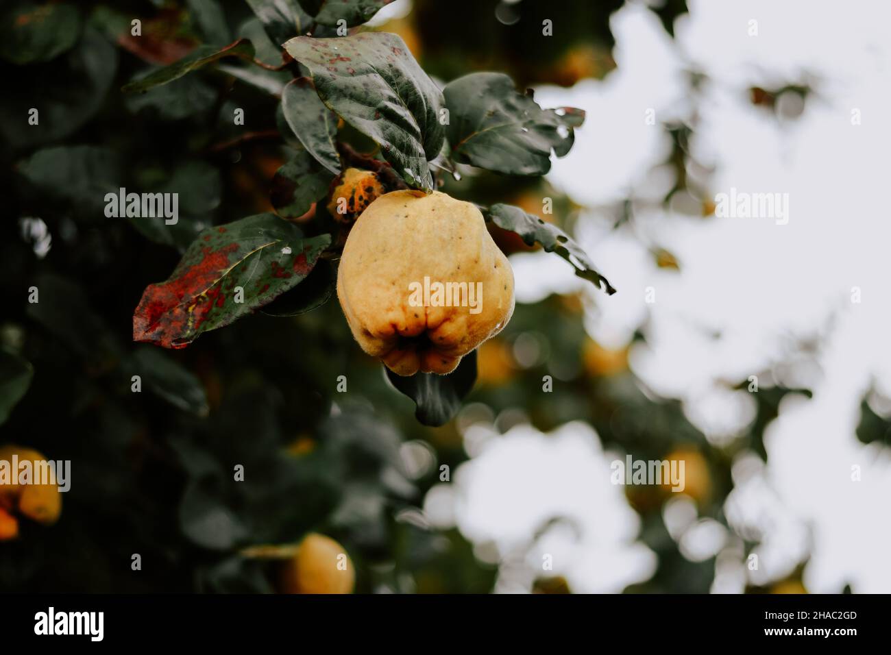 Quince leaf tea hi-res stock photography and images - Alamy