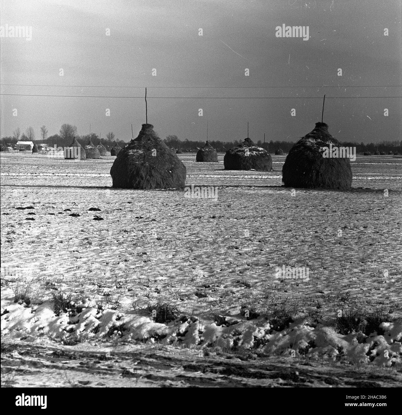 Stog siana hi-res stock photography and images - Alamy