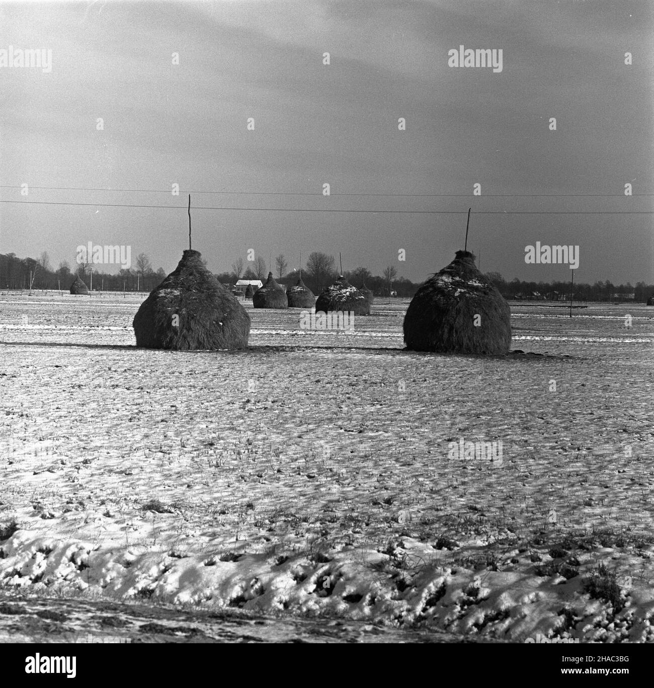 Stog siana hi-res stock photography and images - Alamy