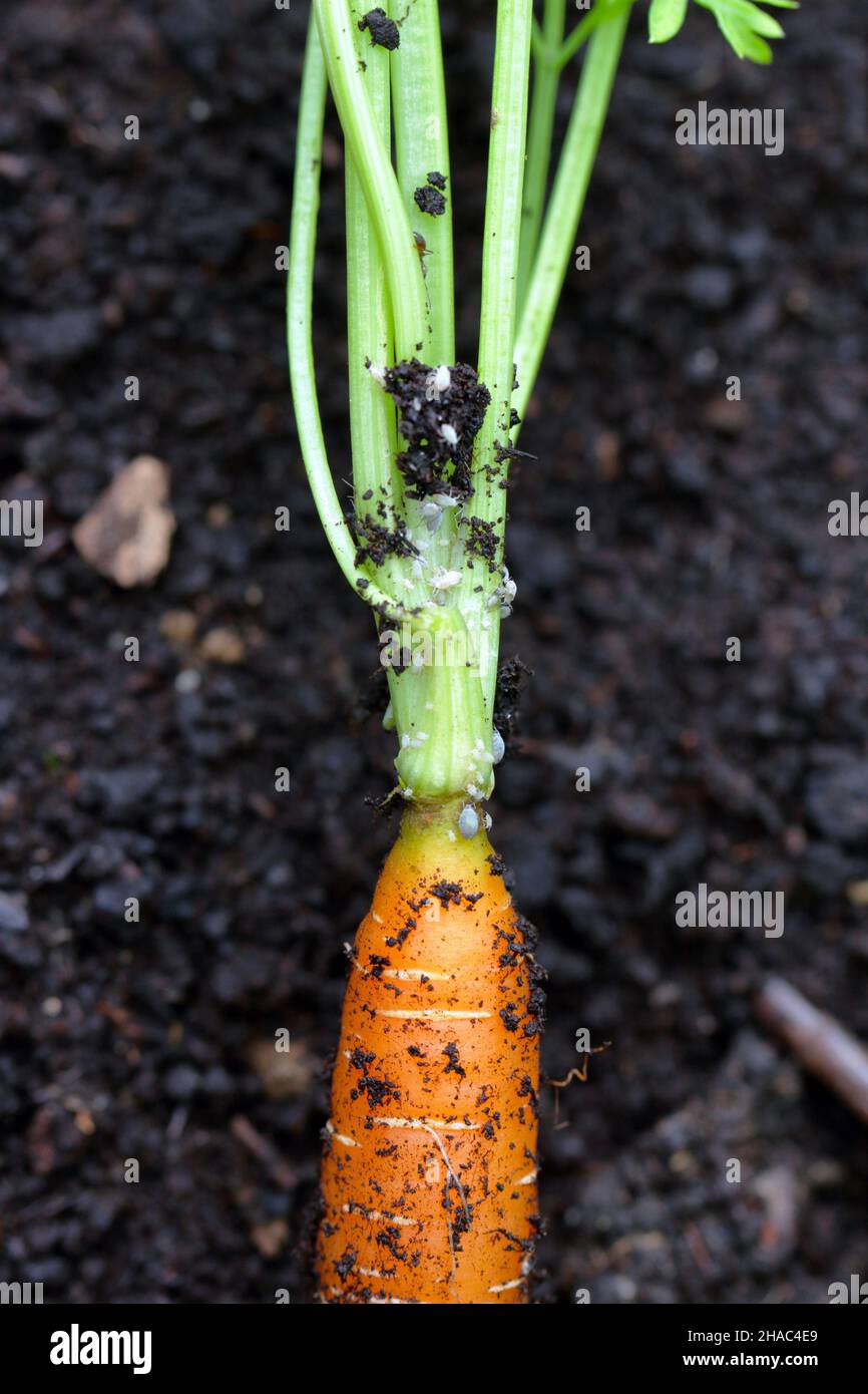 Root aphids are soil-borne pests of various plants, such as vegetables ...