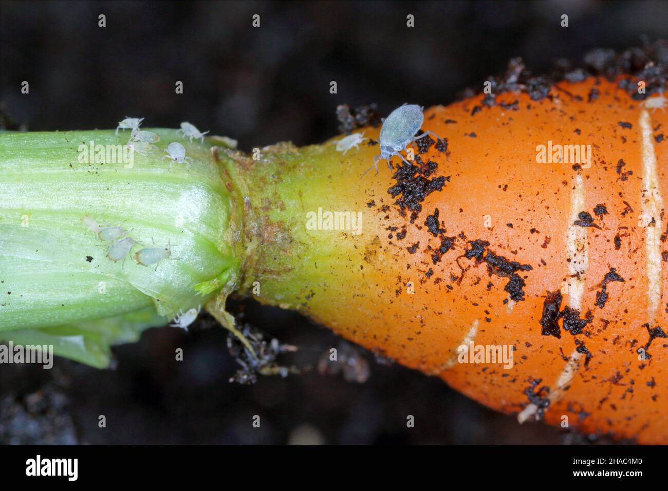 Root aphids are soil-borne pests of various plants, such as vegetables ...