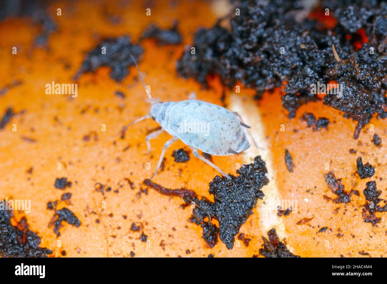 Root aphids are soil-borne pests of various plants, such as vegetables ...