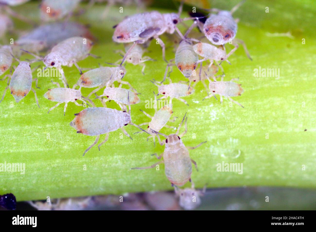 Root aphids are soil-borne pests of various plants, such as vegetables ...