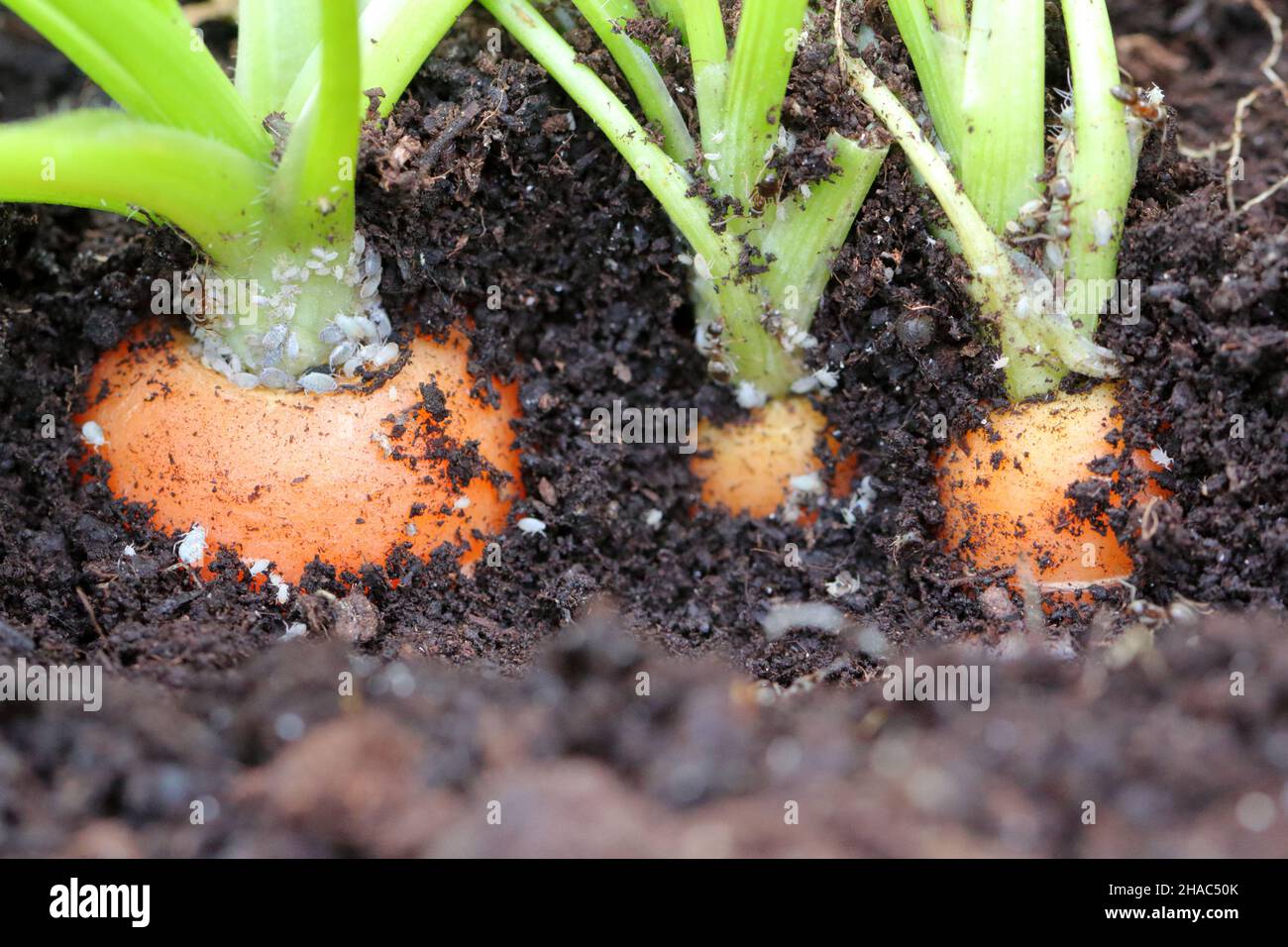 Root aphids are soil-borne pests of various plants, such as vegetables ...