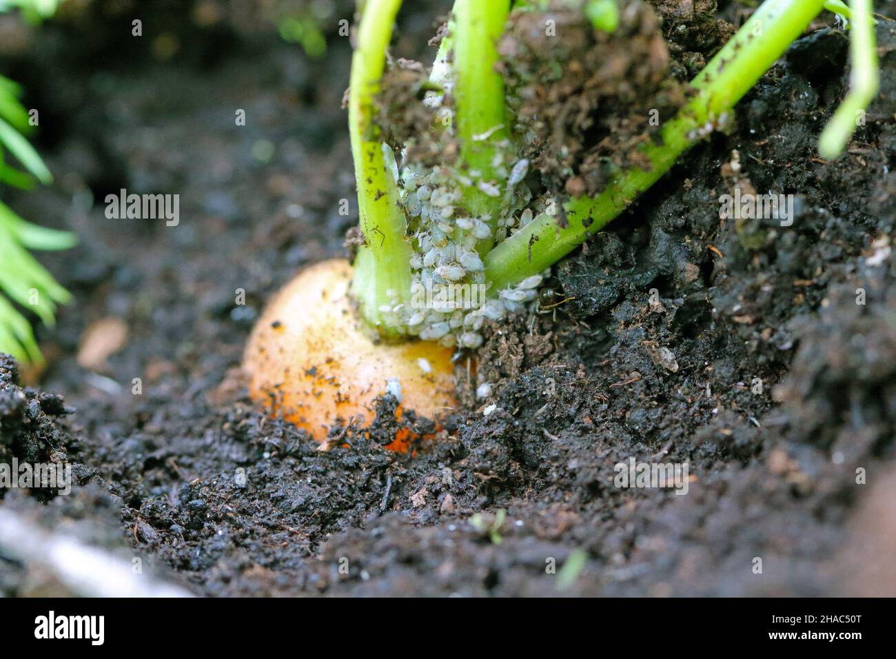 Root aphids are soil-borne pests of various plants, such as vegetables ...