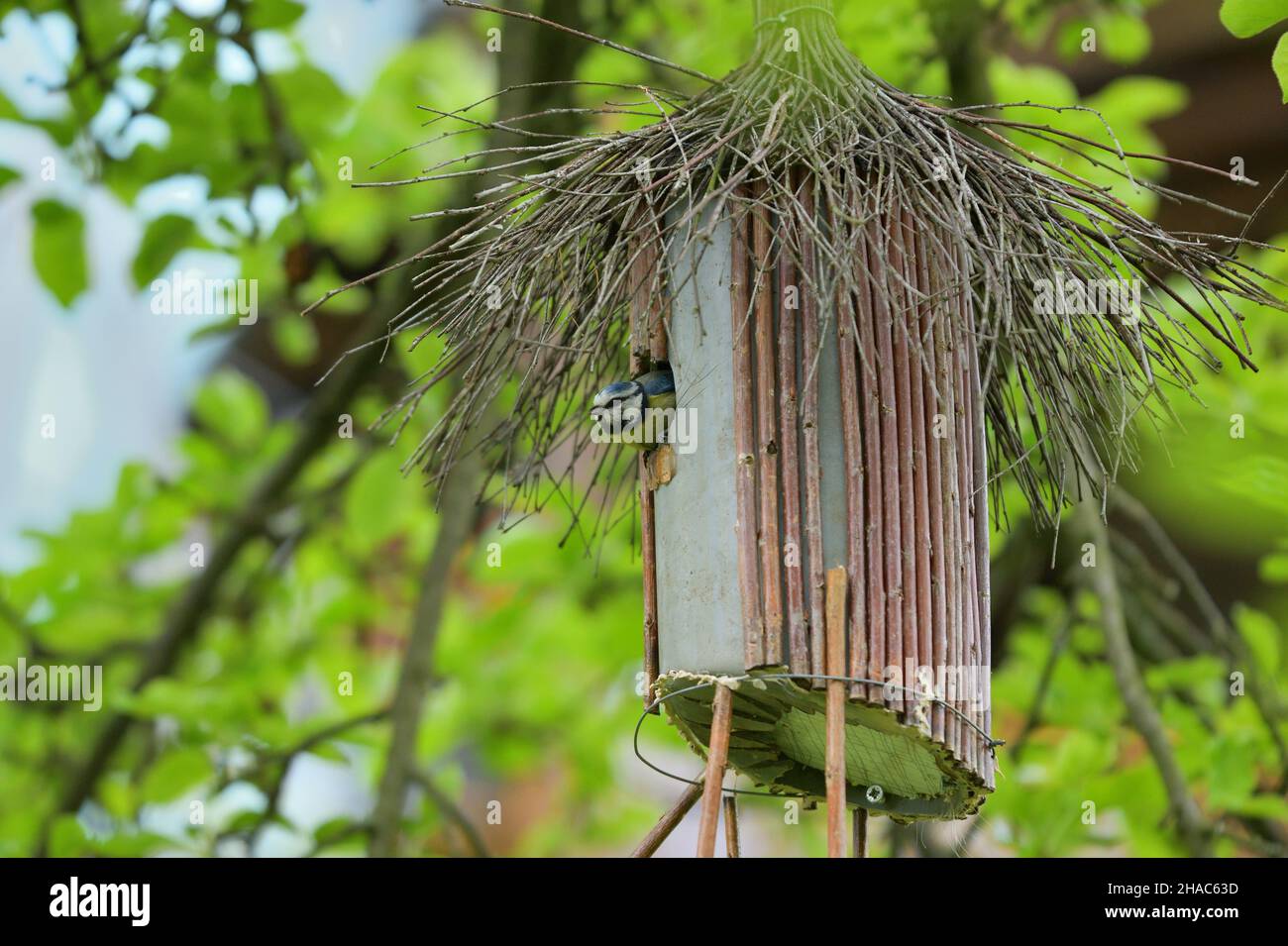 The blue titmouse exposes the head from the nest and observes the ...