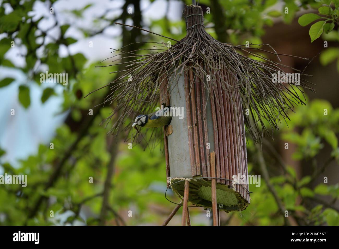 Blue tit flying from a home made nest with bird droppings in beak Stock ...
