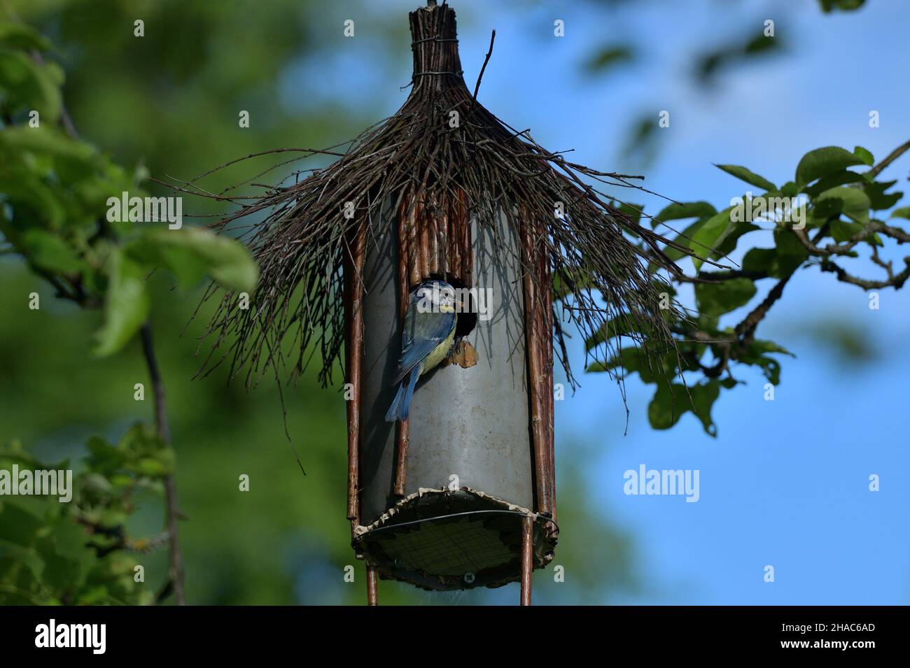 Blue tit flying from a home made nest with bird droppings in beak Stock ...