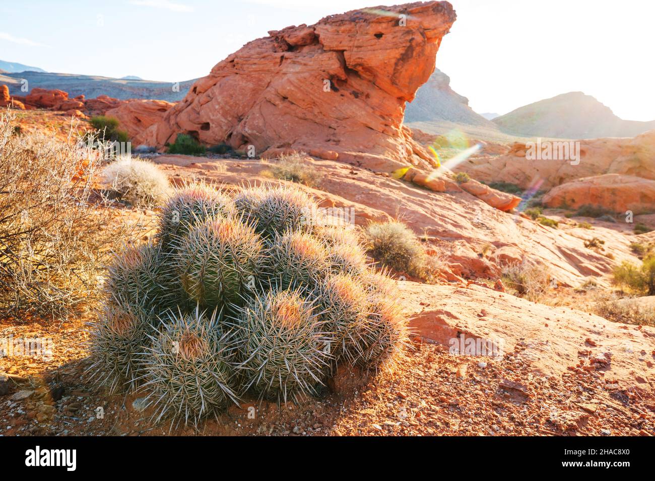 Johnson's beehive cactus (Echinomastus johnsonii) in american desert ...