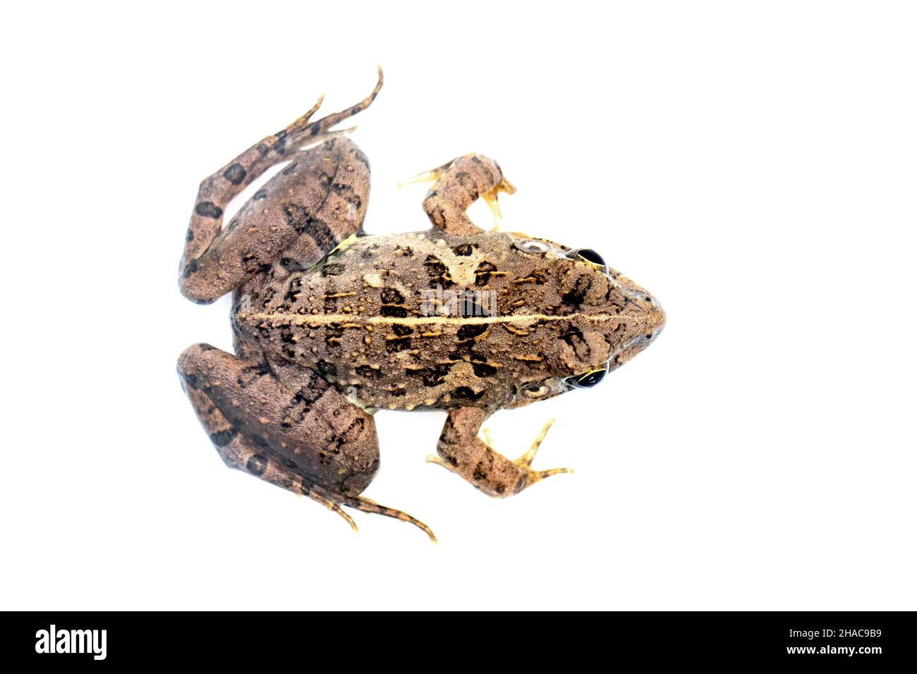 Image of brown frog isolated on white background. Pelophylax ridibundus ...