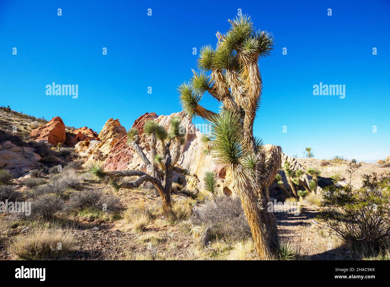 Joshua tree in Arizona desert along road. Travel background Stock Photo ...
