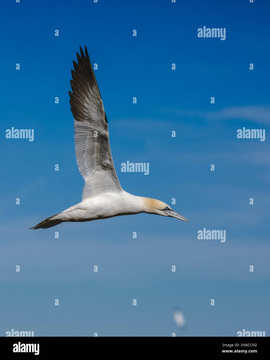 A vertical shot of a Northern Gannet flying under a blue sky on a sunny ...