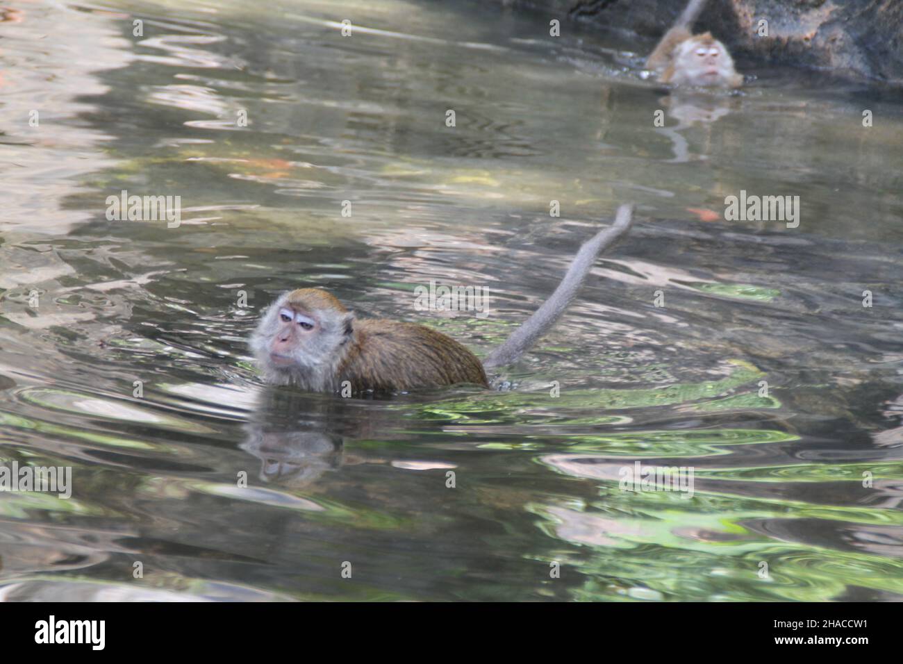 A high angle shot of a monkey swimming in a lake during the day Stock ...