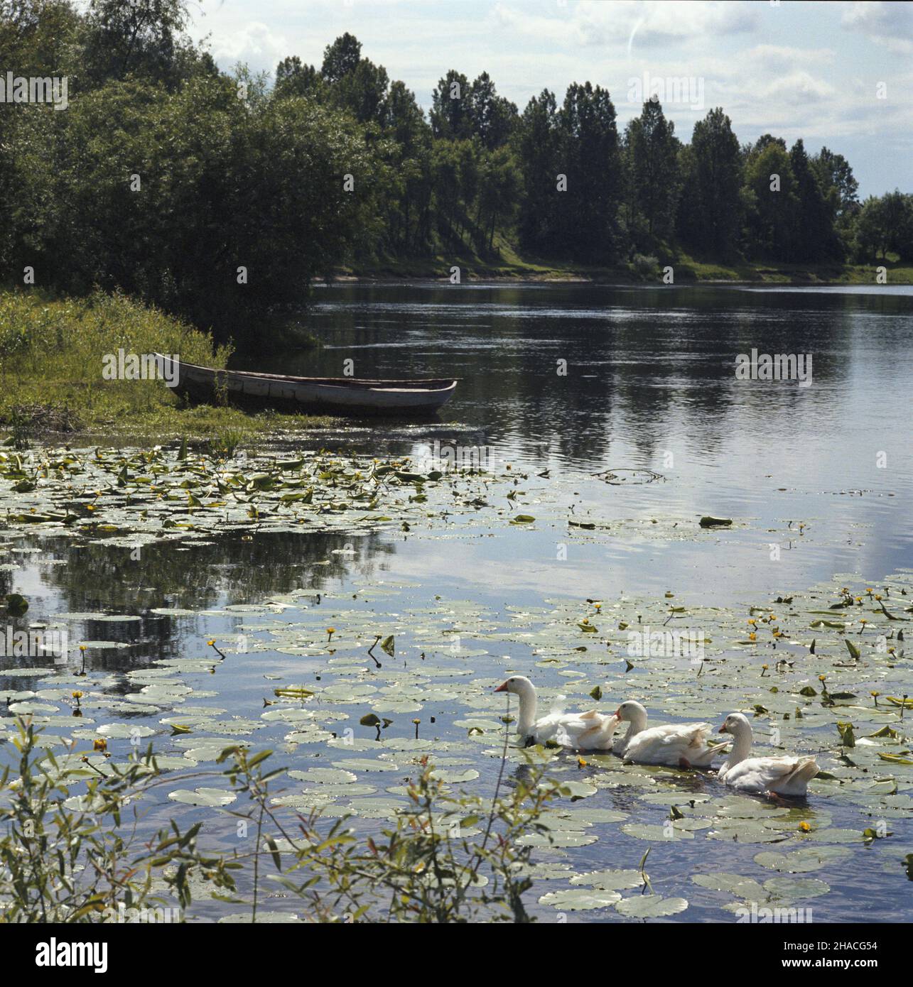 Nowogród 06.1984. Podlasie, rzeka Narew. js PAP/Wojciech Kryñski ...