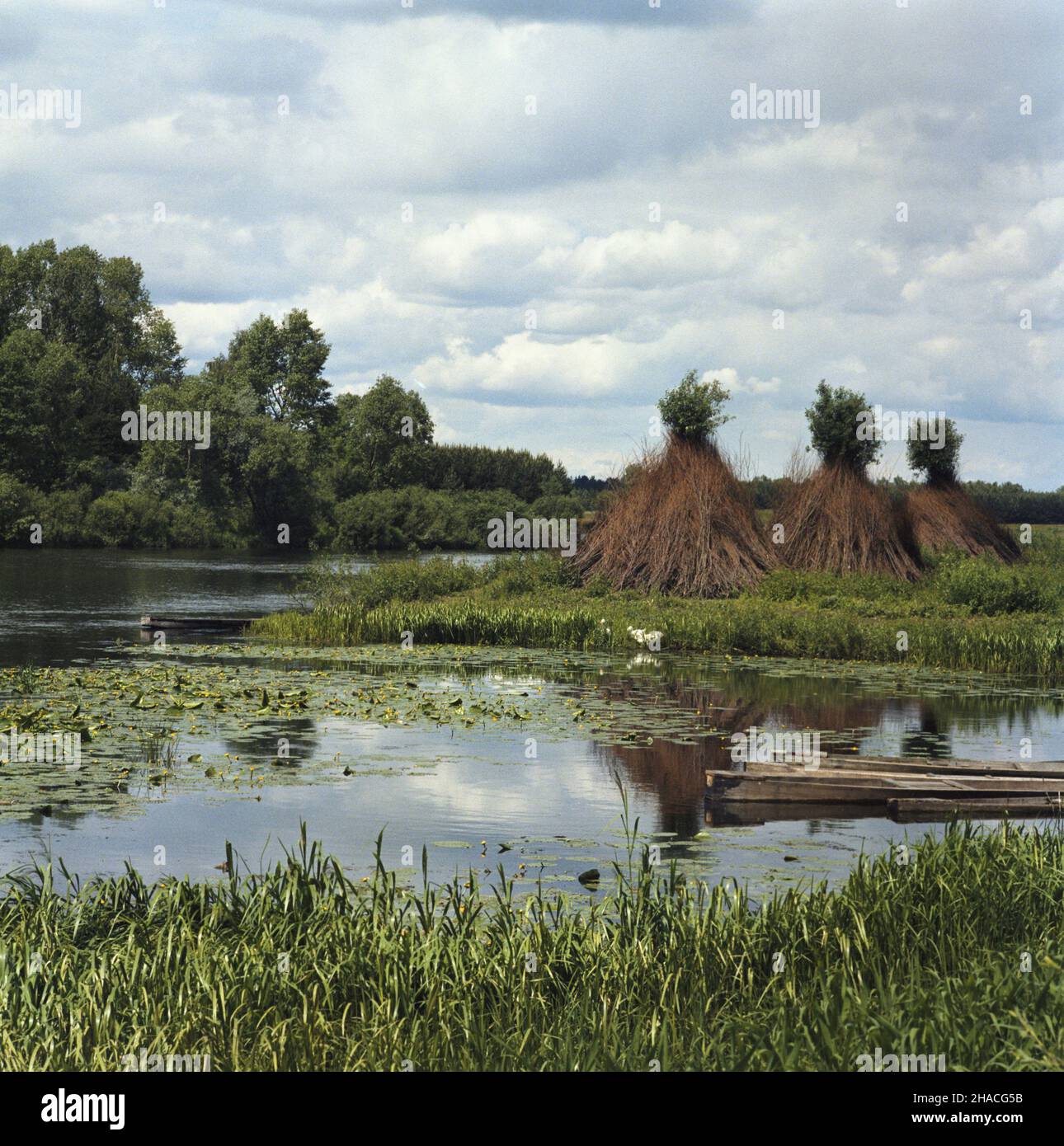 Nowogród 06.1984. Podlasie, rzeka Narew. W g³êbi specjalnie ochronione ...