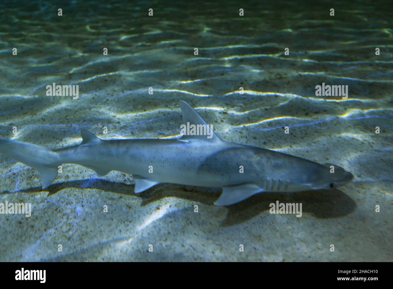 Predator fish at the bottom of the ocean . Shovelhead shark Stock Photo ...
