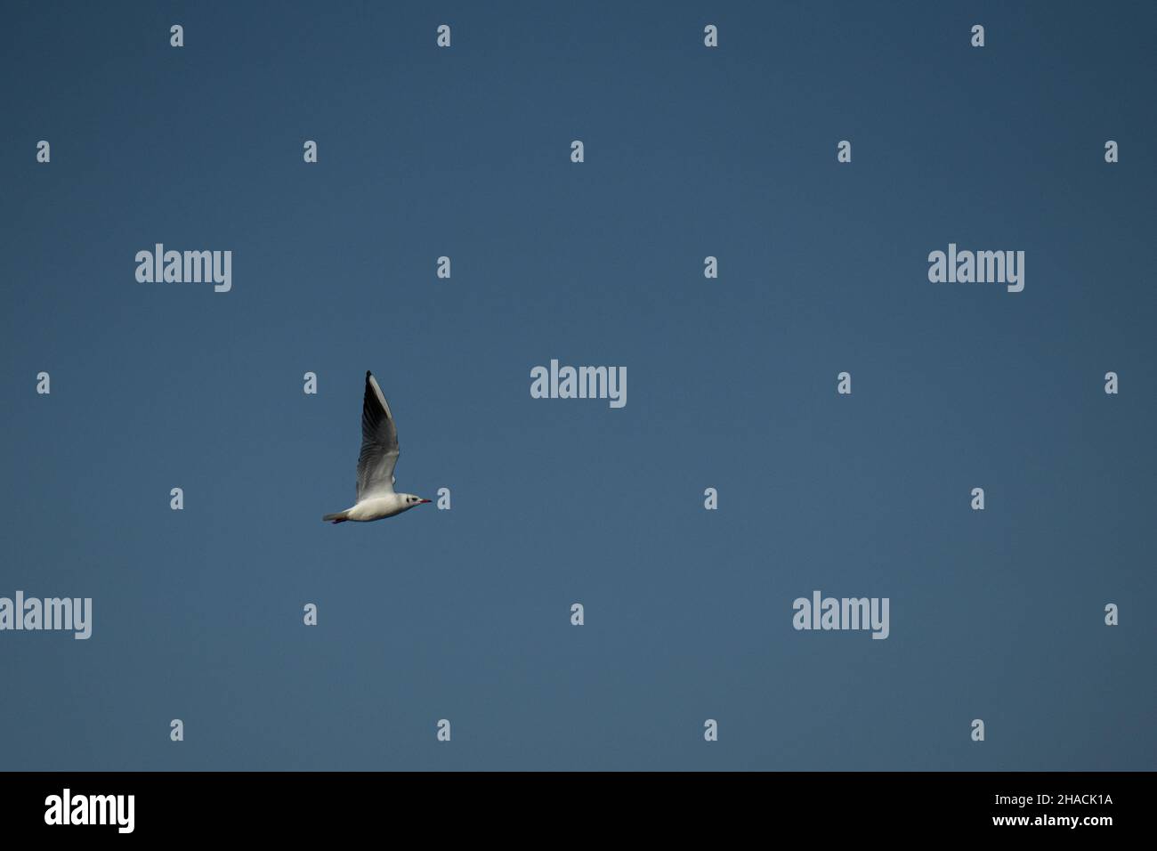 A Beautiful view of a gull flying against a blue sky Stock Photo - Alamy