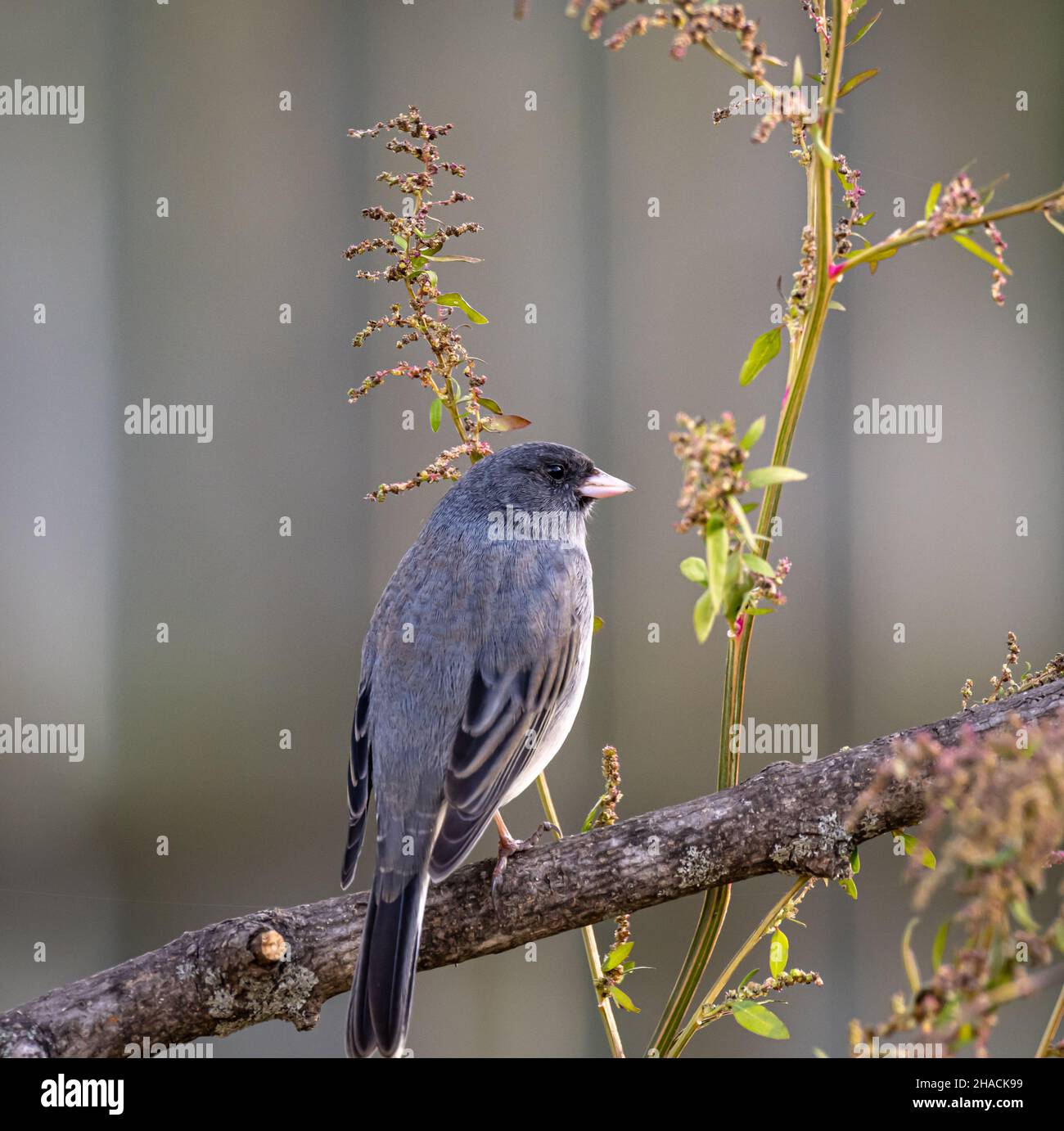A back view of a dark-eyed junco (Junco hyemalis) resting on a tree ...