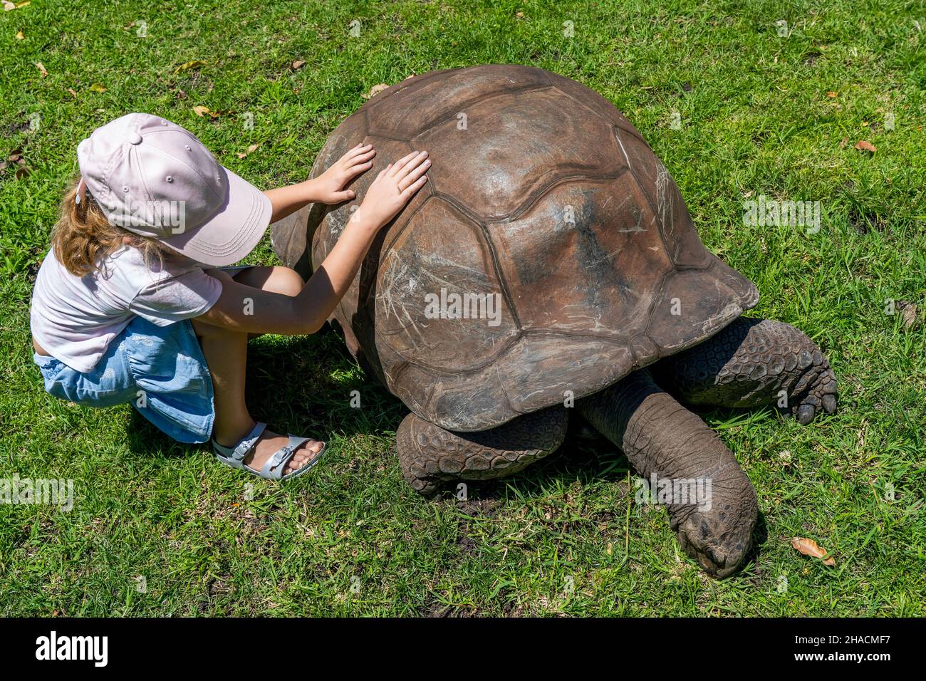 Close-up of the girl's playing with giant turtle on the safari park ...