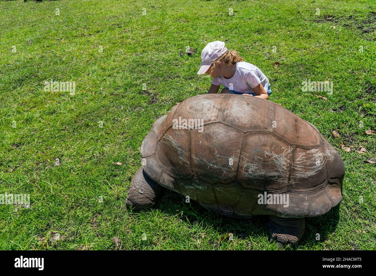 Close-up of the girl's playing with giant turtle on the safari park ...