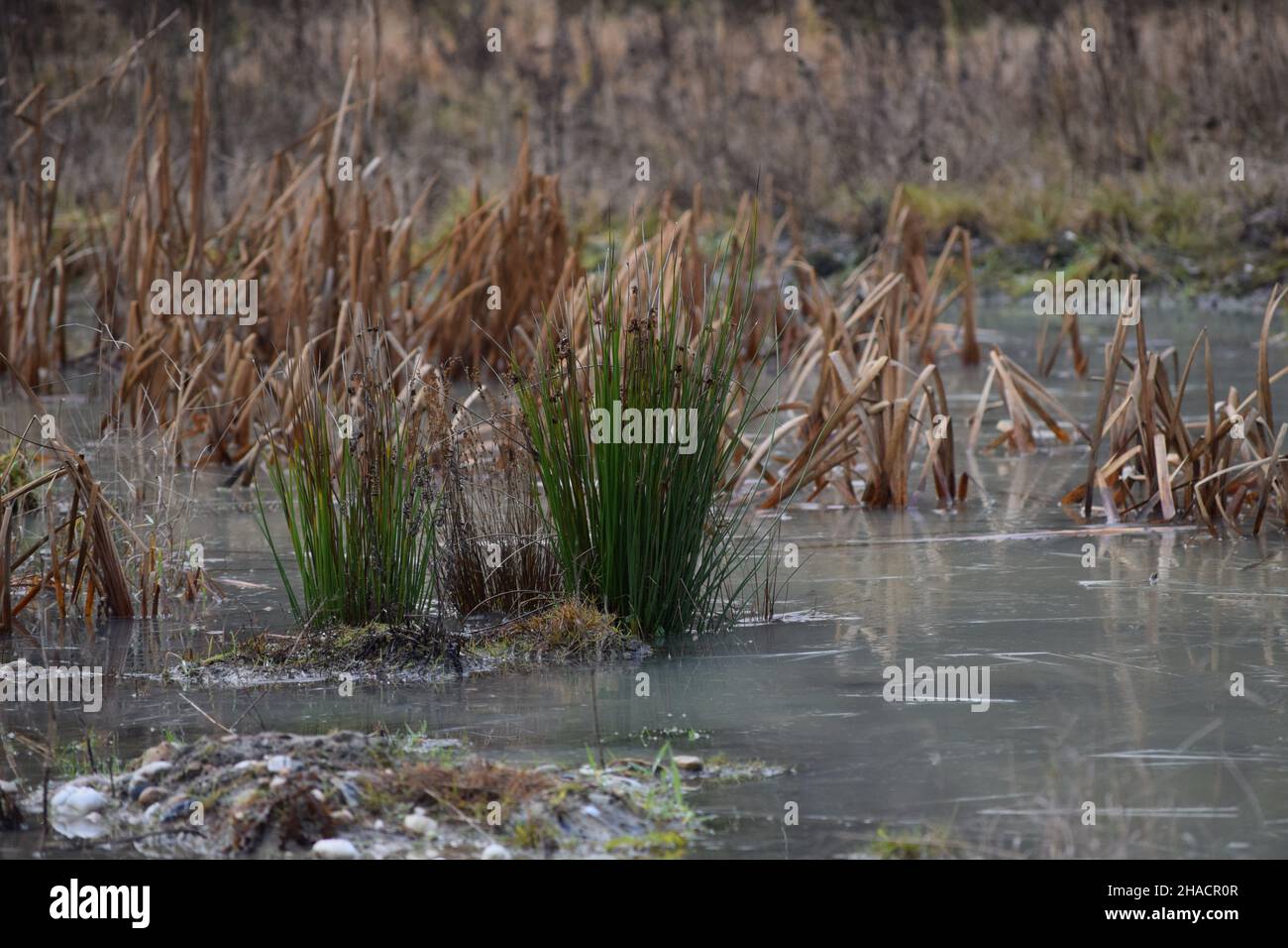 Common rush in a superficially icy Area Stock Photo - Alamy
