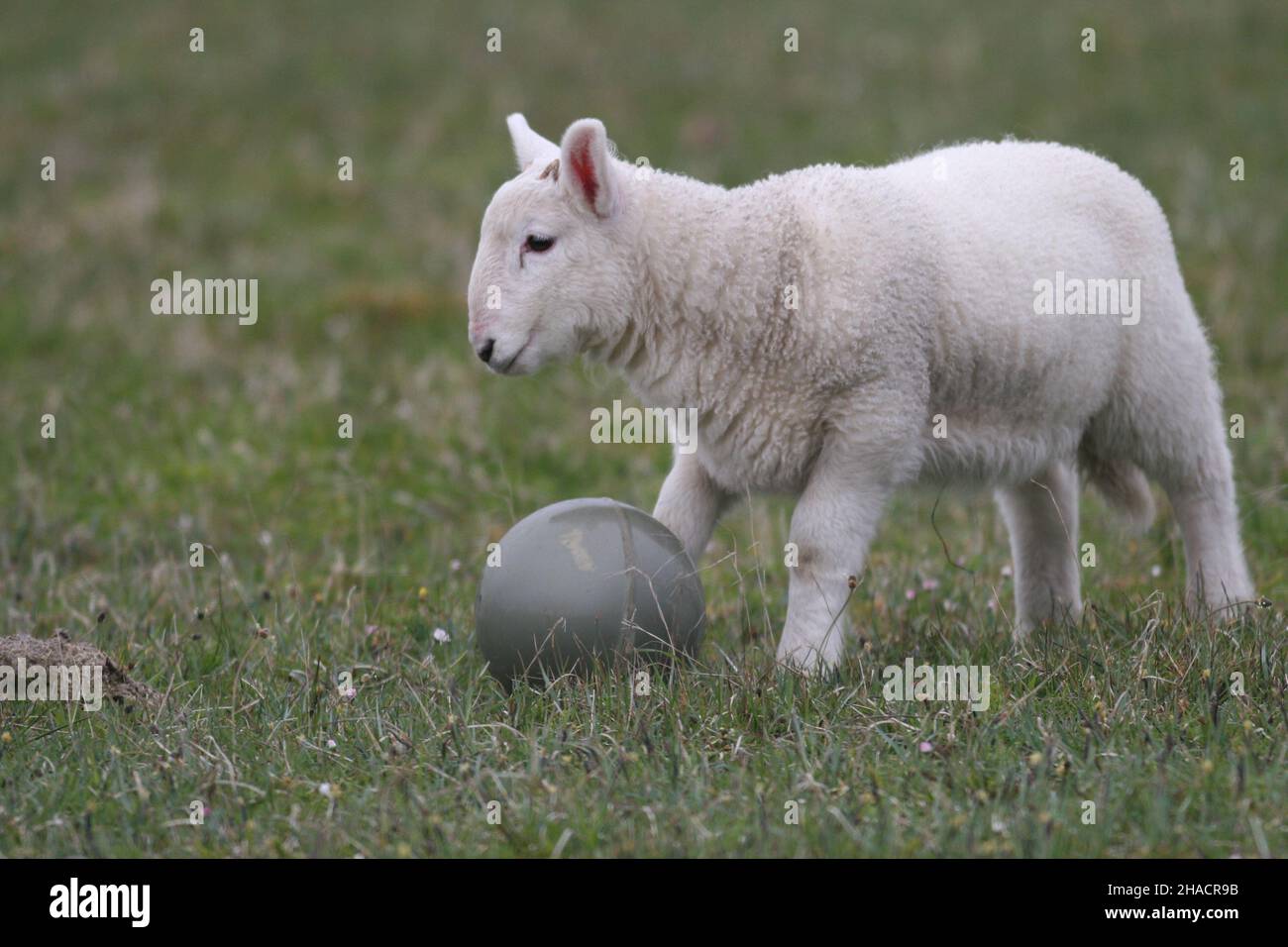 The lamb was most enamoured with the float on the pastureland, however ...