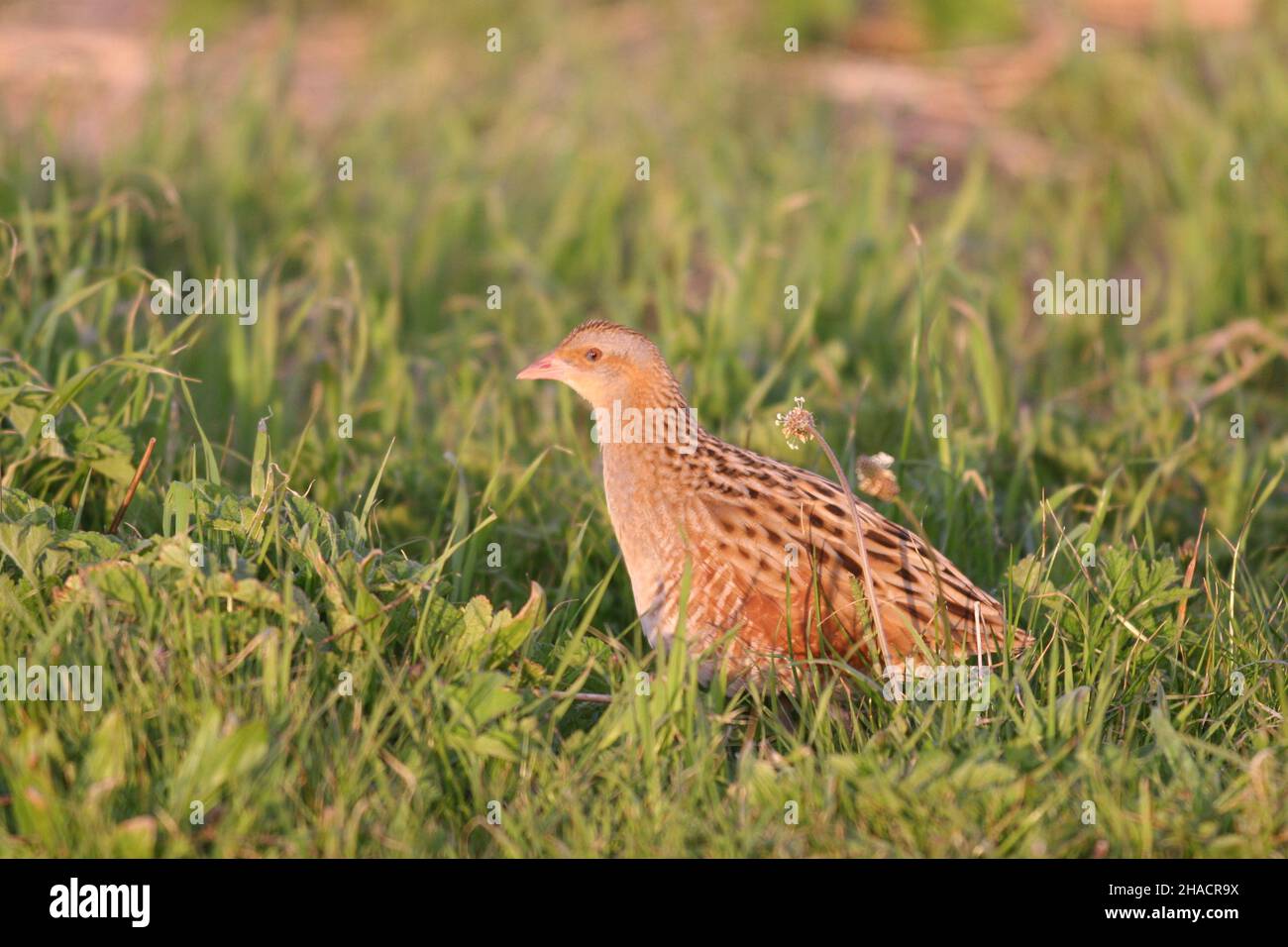 Corncrake, a migratory species flying to and from Africa each year ...