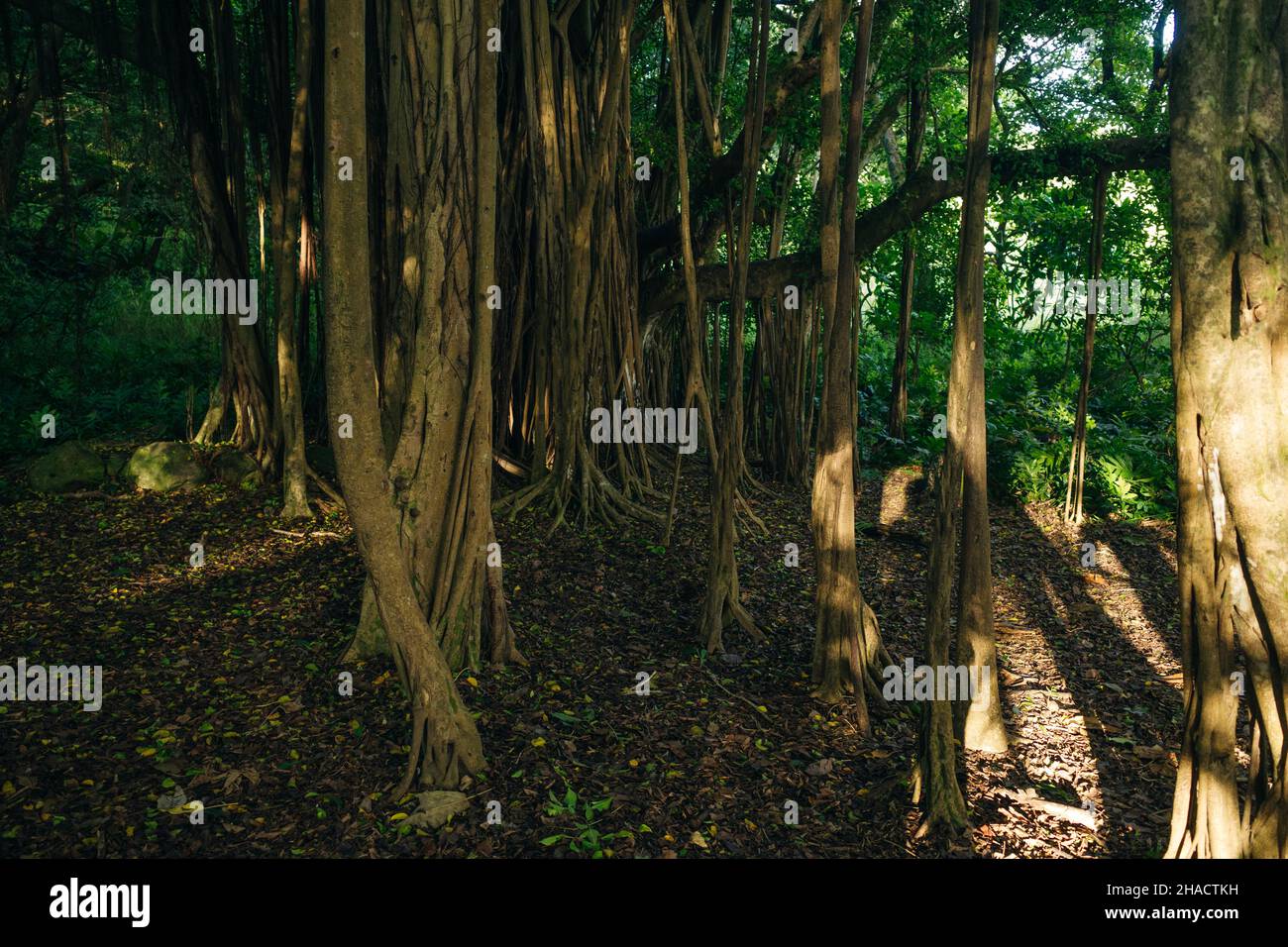 twisted tropical tree roots in rain forest. High quality photo Stock ...