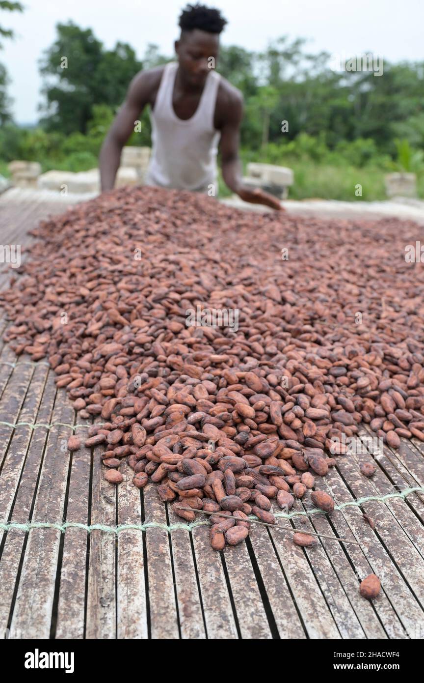 IVORY COAST, village Azaguié, cocoa farming, drying of cocoa beans ...