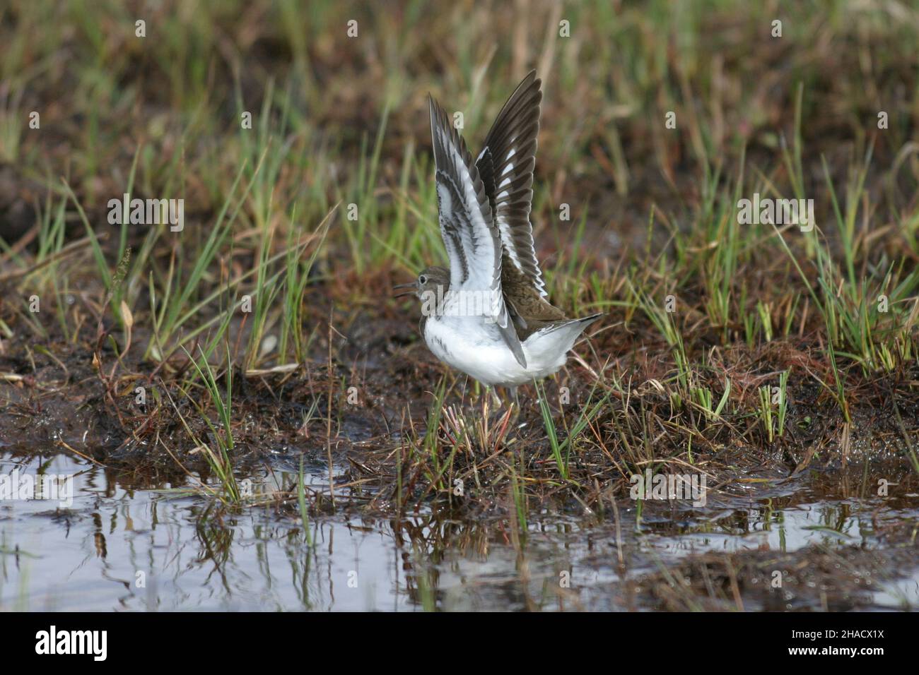 common sandpiper migrate to the UK to breed along rivers, streams ...