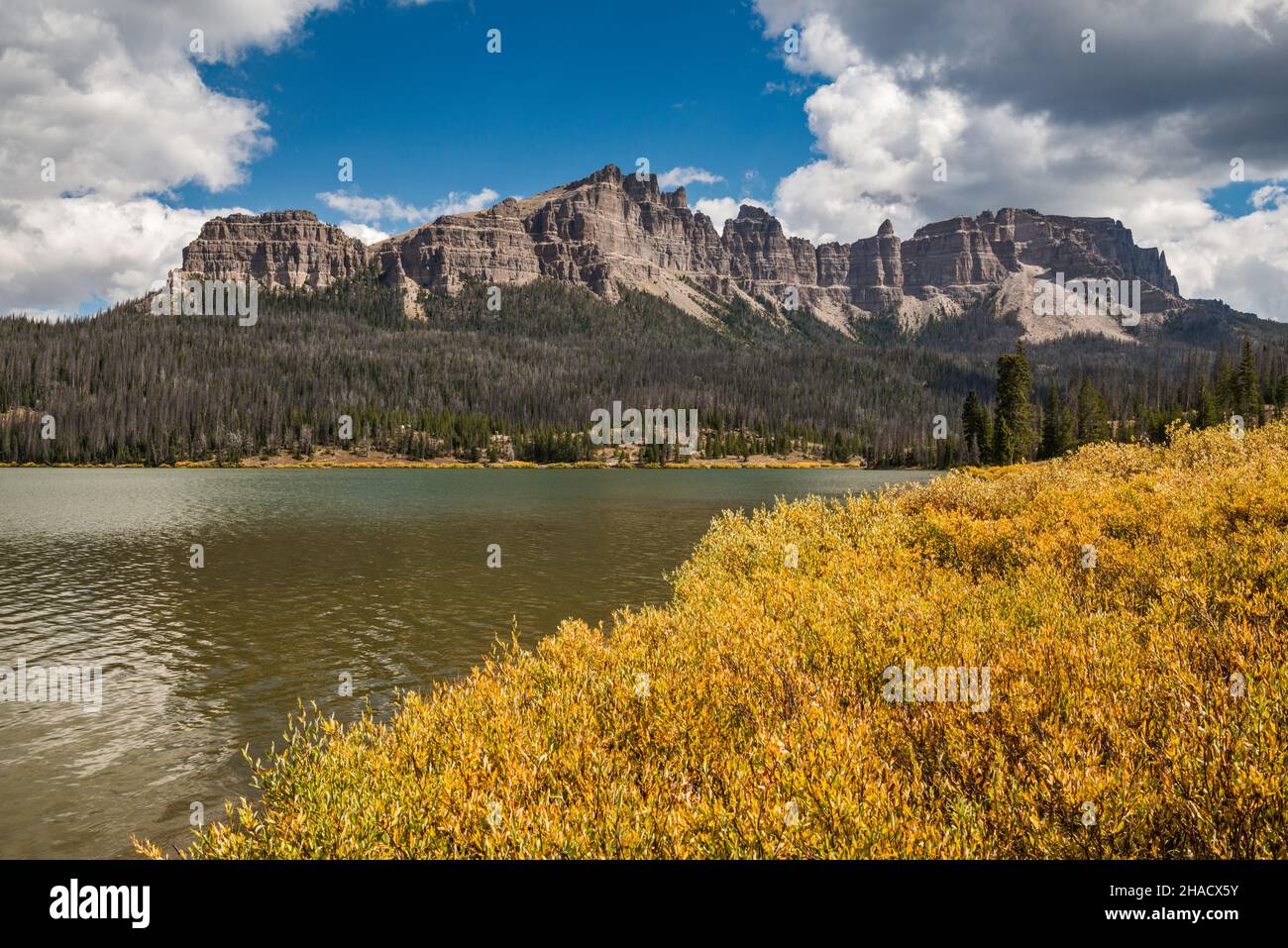 Fall color willow shrubs at Brooks Lake, Pinnacle Buttes, many dead ...